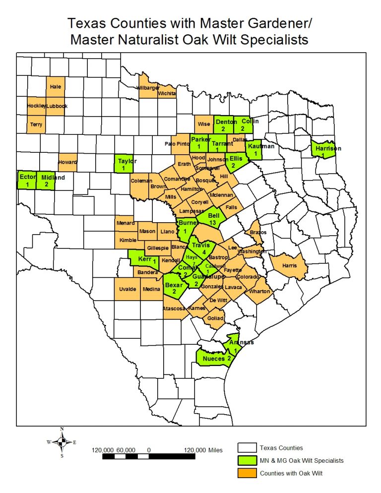 Oak Wilt Identification | Www.topsimages - Oak Wilt Texas Map ...